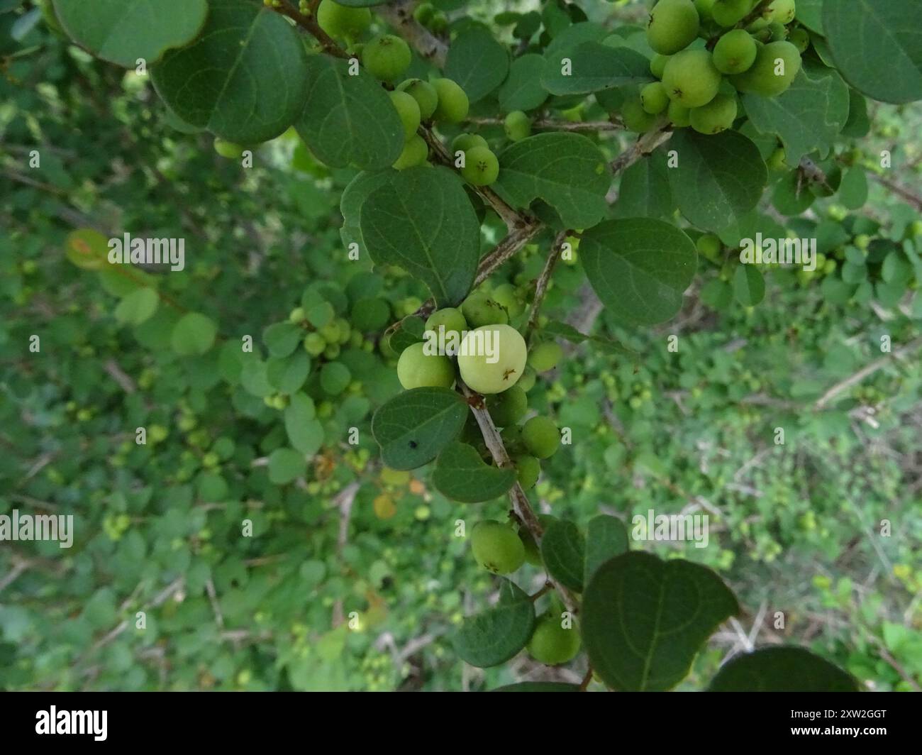 Flueggea leucopyrus hi-res stock photography and images - Alamy