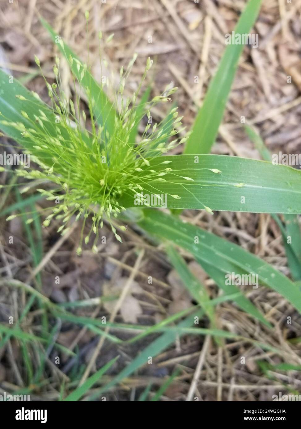 witch grass (Panicum capillare) Plantae Stock Photo - Alamy