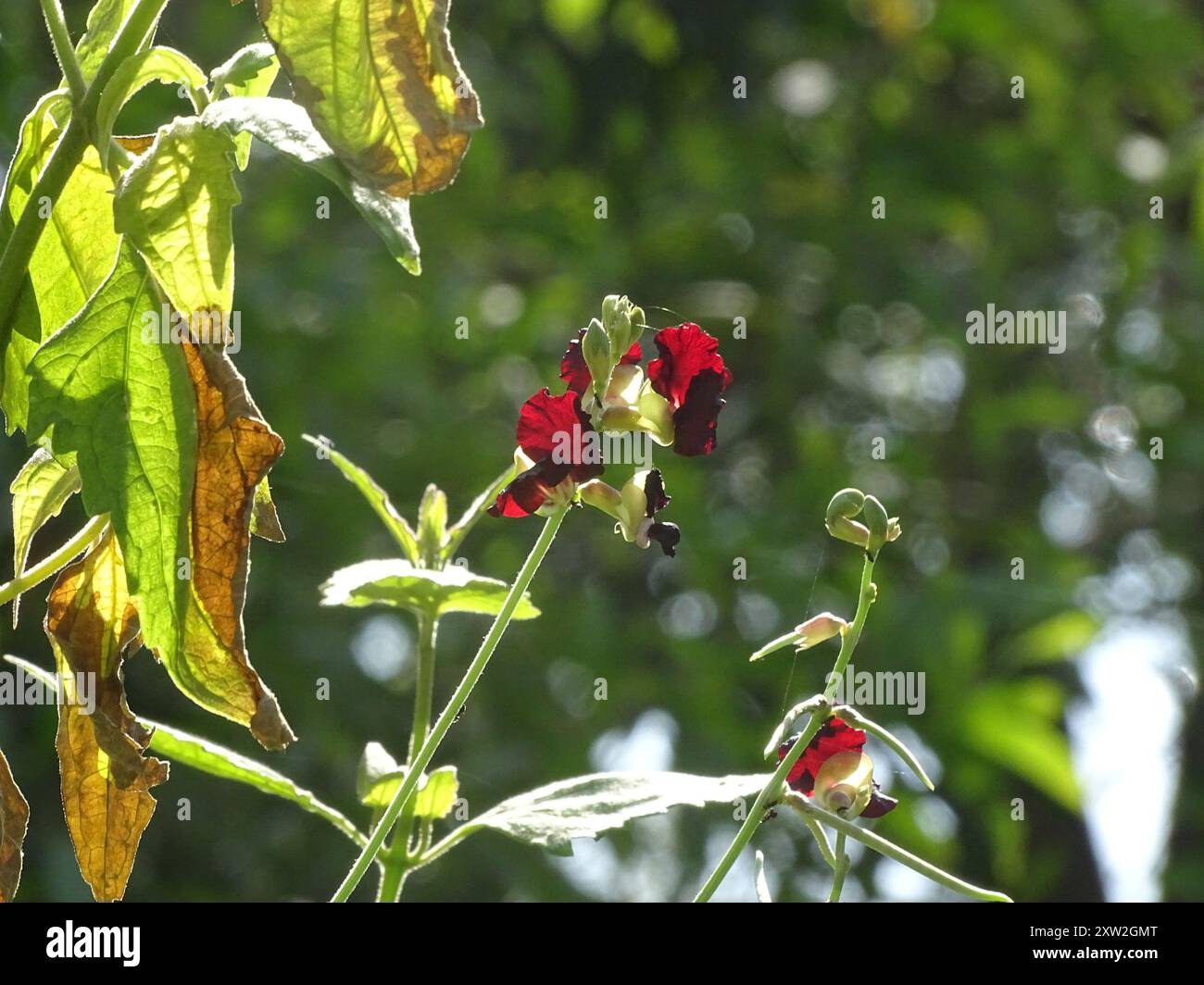 Phasey Bean (Macroptilium lathyroides) Plantae Stock Photo - Alamy