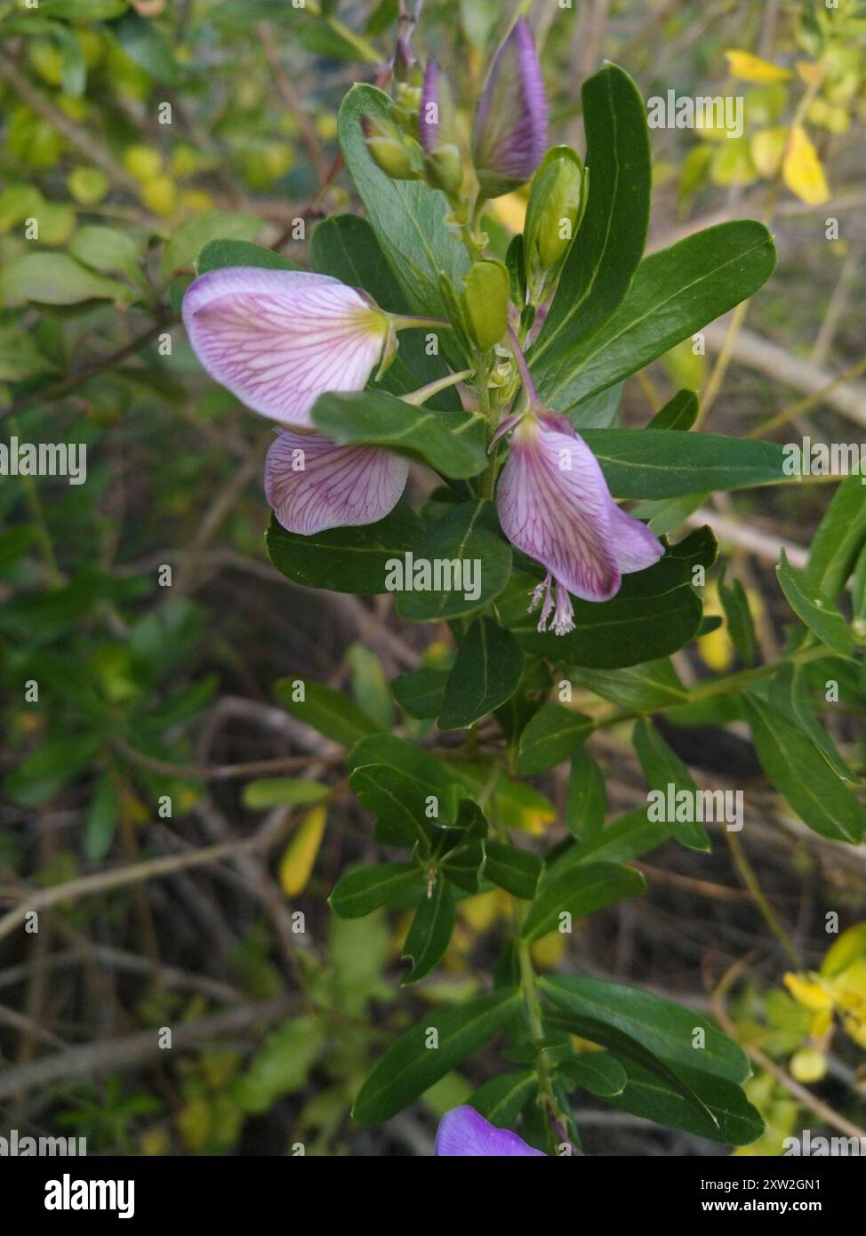 Septemberbush (Polygala myrtifolia myrtifolia) Plantae Stock Photo - Alamy