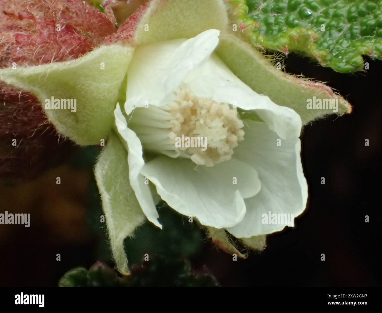 creeping Taiwan bramble (Rubus rolfei) Plantae Stock Photo - Alamy