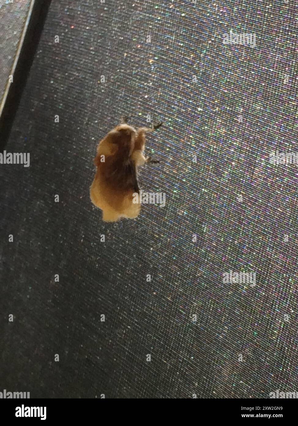 Southern Flannel Moth (Megalopyge opercularis) Insecta Stock Photo - Alamy