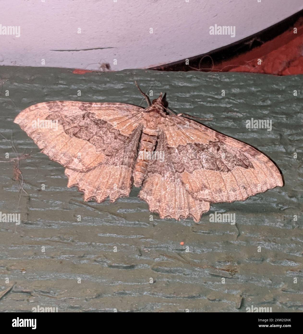 Barberry Geometer Moth (Rheumaptera meadii) Insecta Stock Photo - Alamy