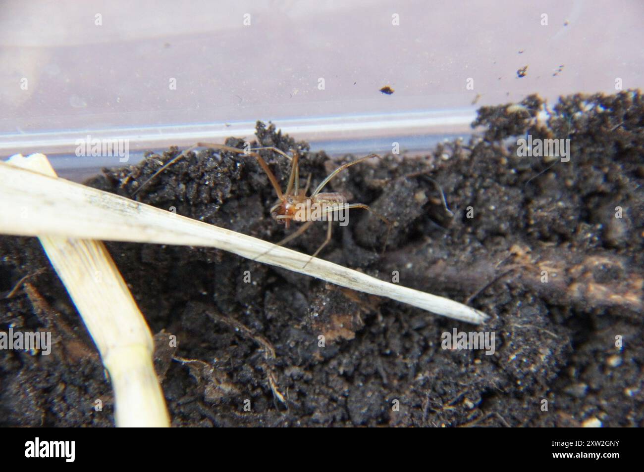 Common sheetweb spider (Linyphia triangularis) Arachnida Stock Photo ...