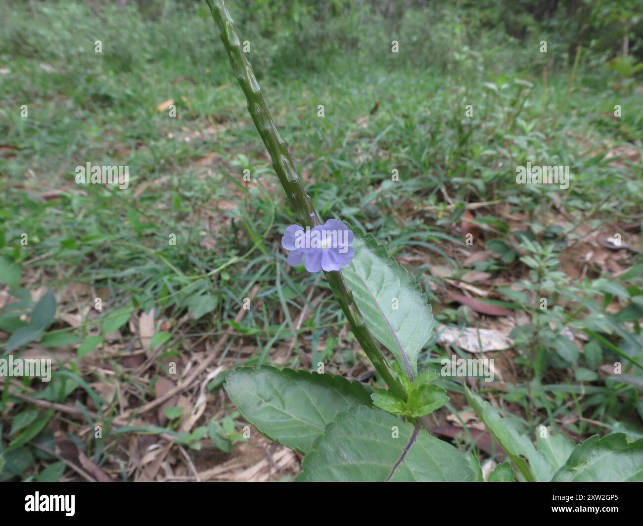 Blue Porterweed (Stachytarpheta jamaicensis) Plantae Stock Photo - Alamy