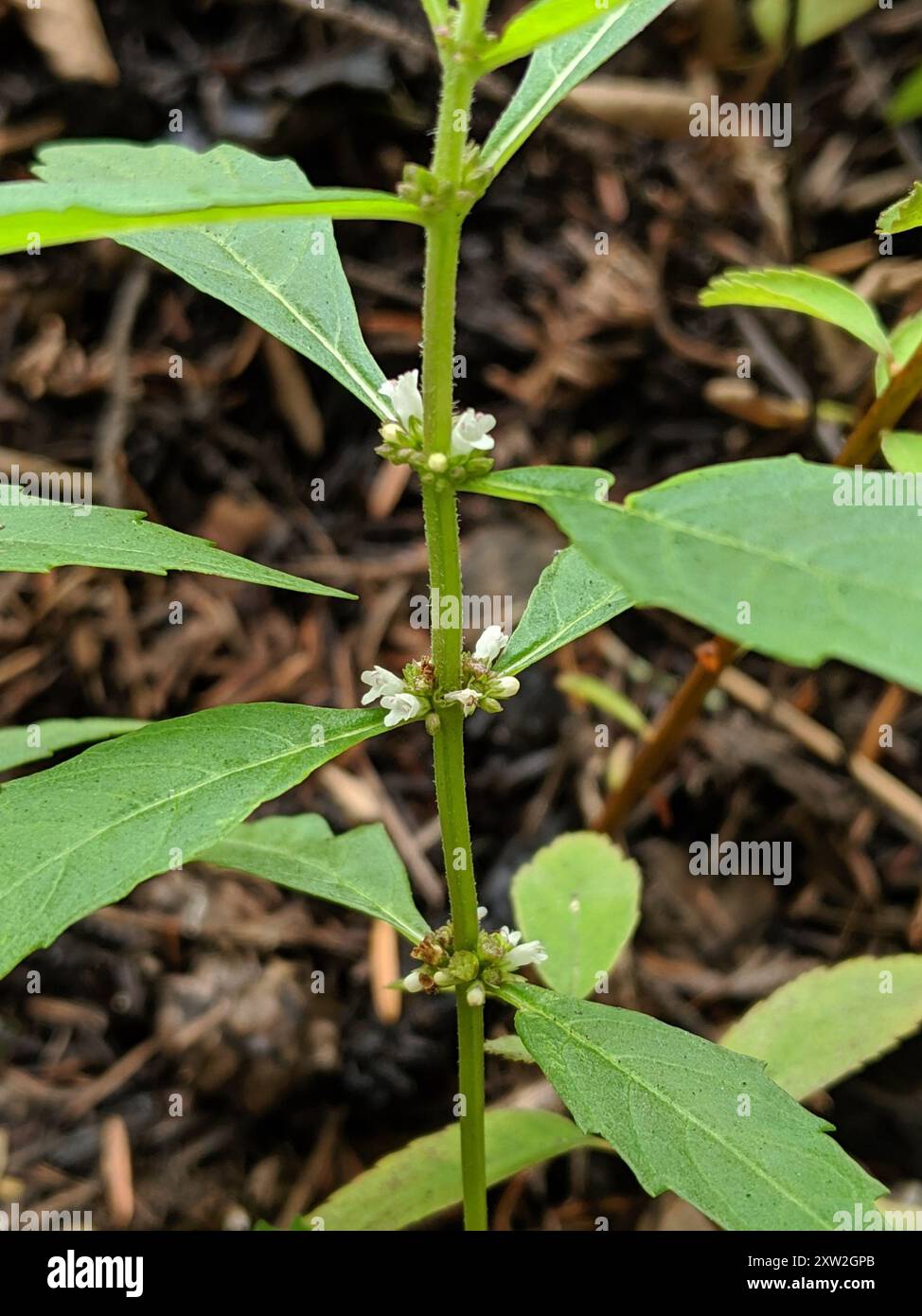 northern bugleweed (Lycopus uniflorus) Plantae Stock Photo - Alamy