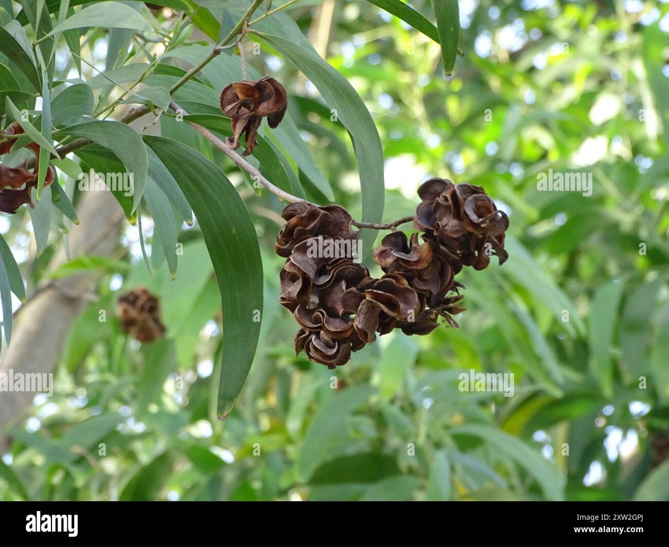 Earpod Wattle (Acacia auriculiformis) Plantae Stock Photo - Alamy