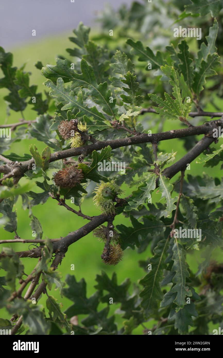 Turkey Oak (Quercus cerris) Plantae Stock Photo - Alamy