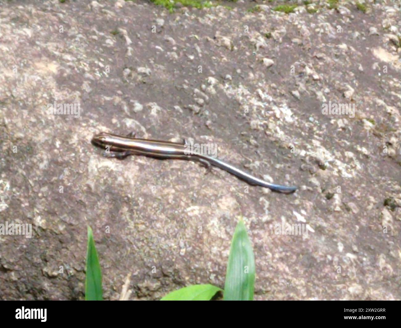 Japanese five-lined skink (Plestiodon finitimus) Reptilia Stock Photo ...