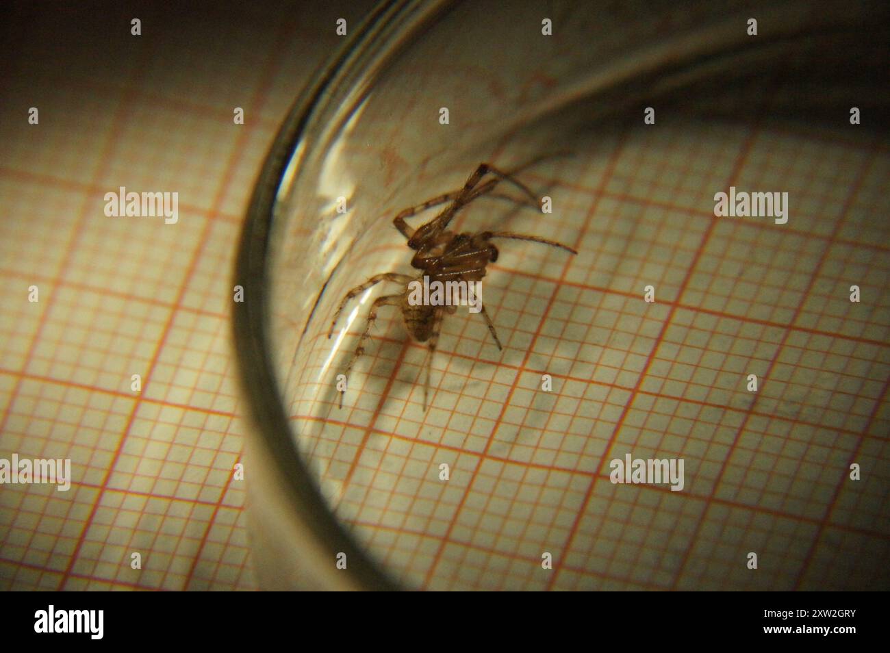 Silver-sided Sector Spider (Zygiella x-notata) Arachnida Stock Photo ...