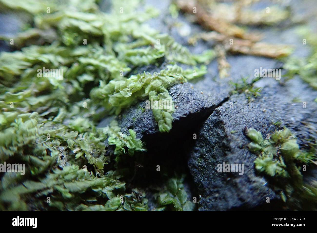 Square-leaved Crestwort (Chiloscyphus polyanthos) Plantae Stock Photo ...