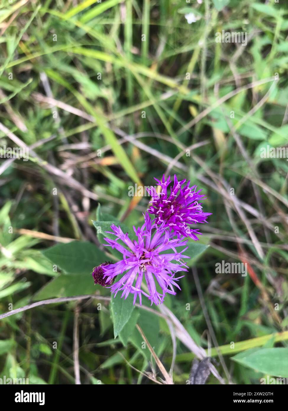 Broadleaf Ironweed (Vernonia glauca) Plantae Stock Photo - Alamy