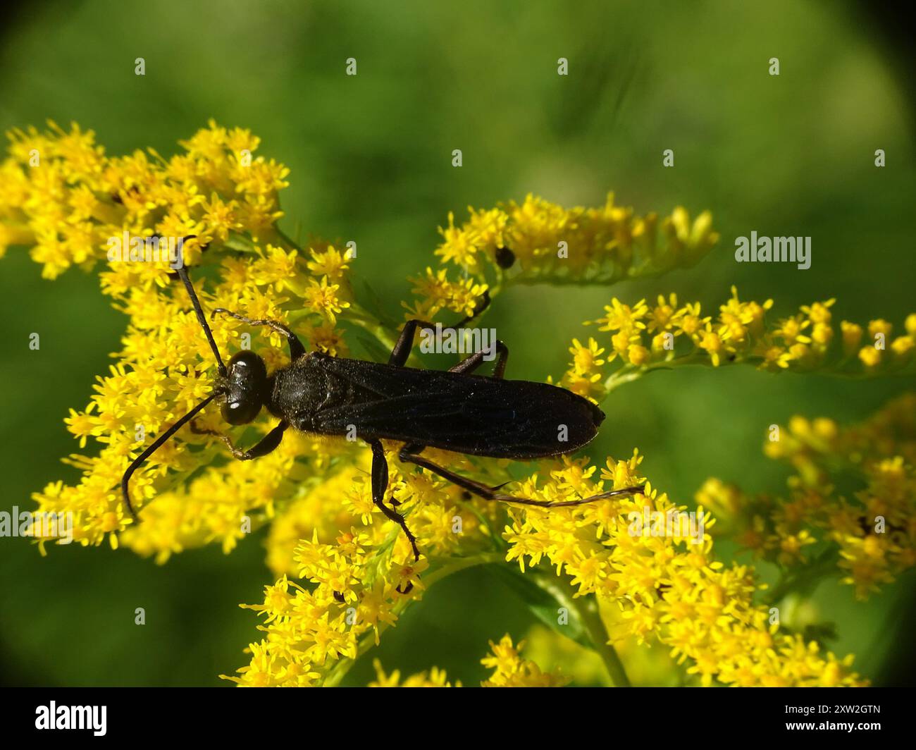 Great Black Digger Wasp (Sphex pensylvanicus) Insecta Stock Photo - Alamy