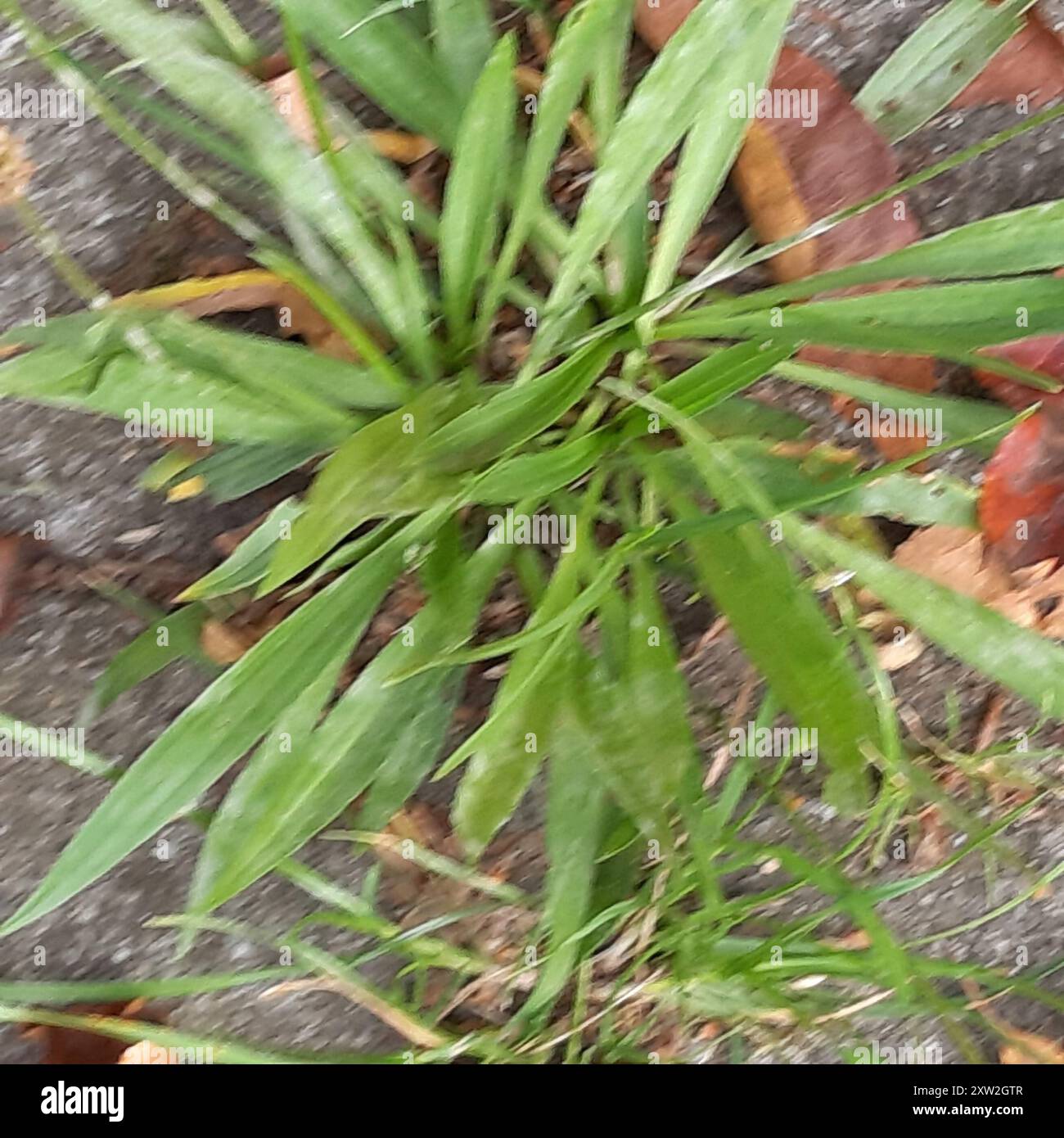 ribwort plantain (Plantago lanceolata) Plantae Stock Photo - Alamy