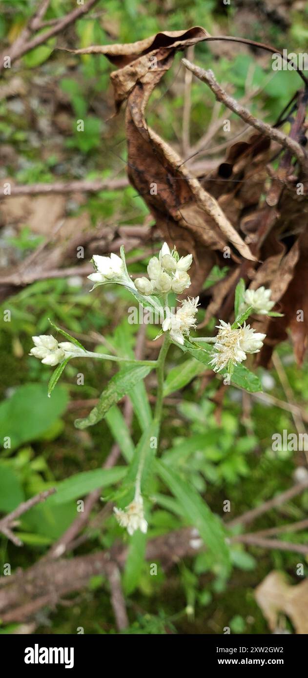 sweet everlasting (Pseudognaphalium obtusifolium) Plantae Stock Photo ...