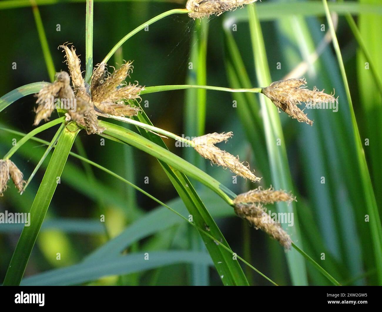 river bulrush (Bolboschoenus fluviatilis) Plantae Stock Photo - Alamy
