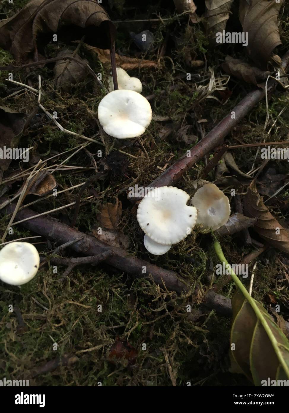 Fragrant Funnel (Clitocybe fragrans) Fungi Stock Photo - Alamy