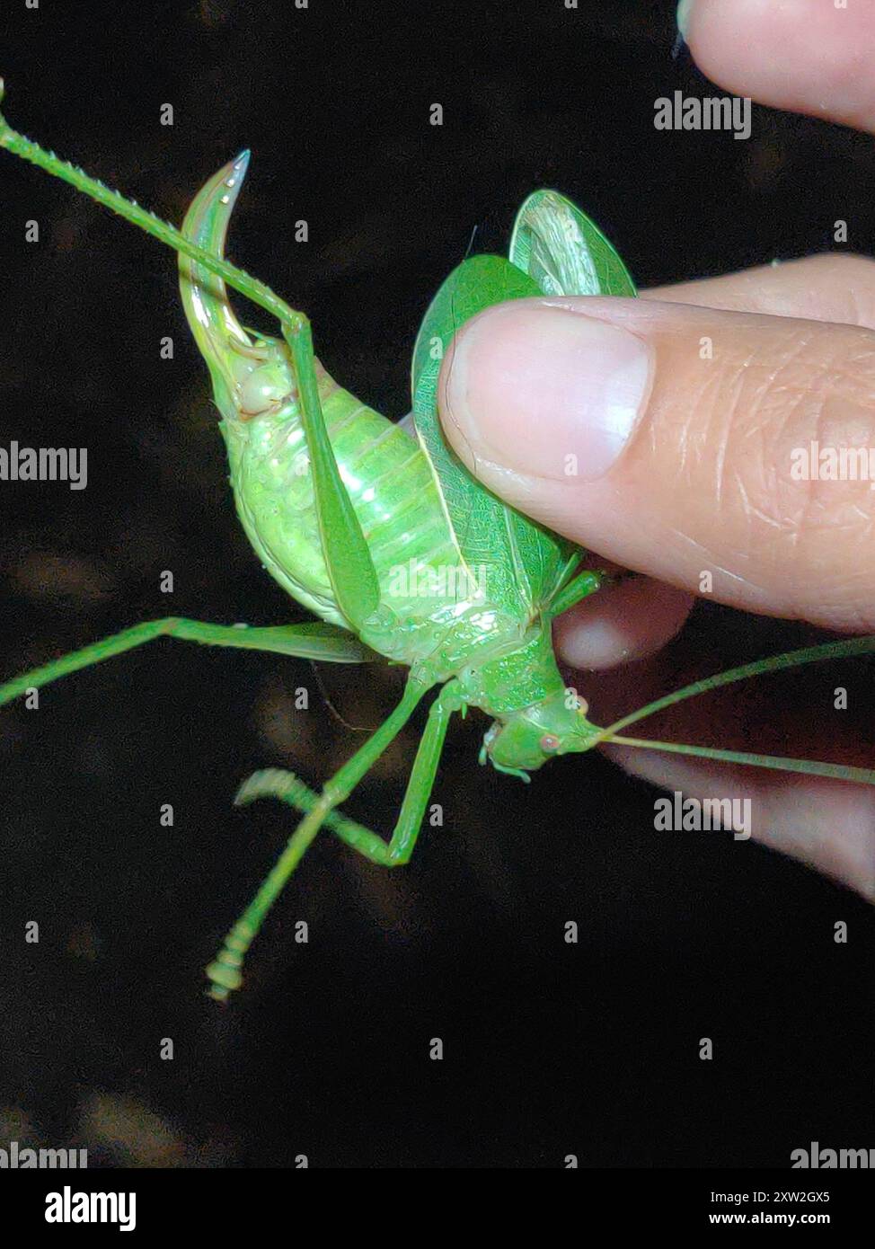 Common True Katydid (Pterophylla camellifolia) Insecta Stock Photo - Alamy