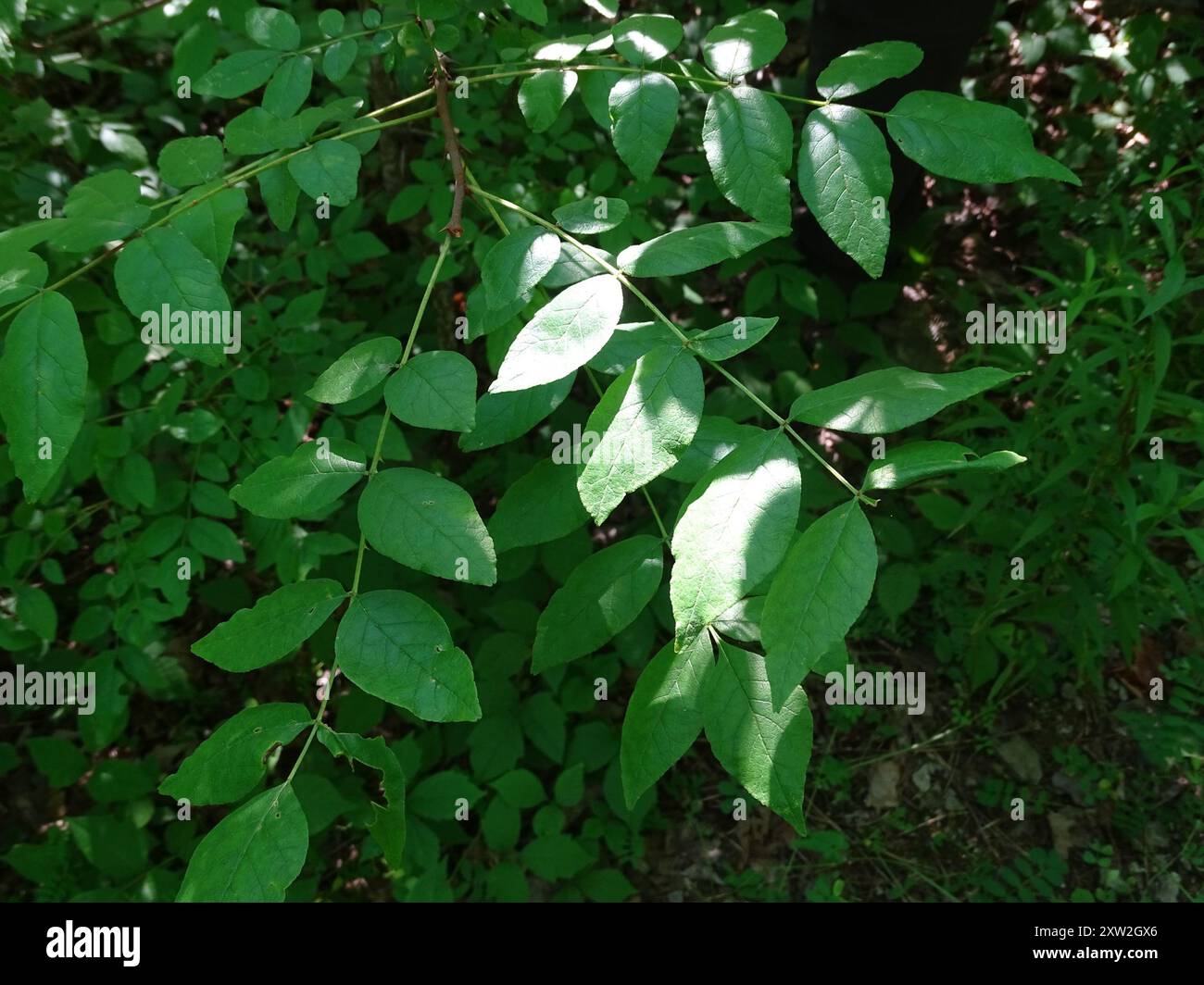 common prickly ash (Zanthoxylum americanum) Plantae Stock Photo - Alamy