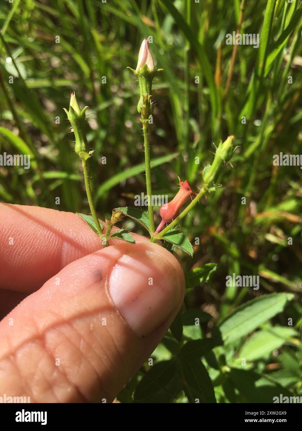 Maryland meadowbeauty (Rhexia mariana) Plantae Stock Photo - Alamy