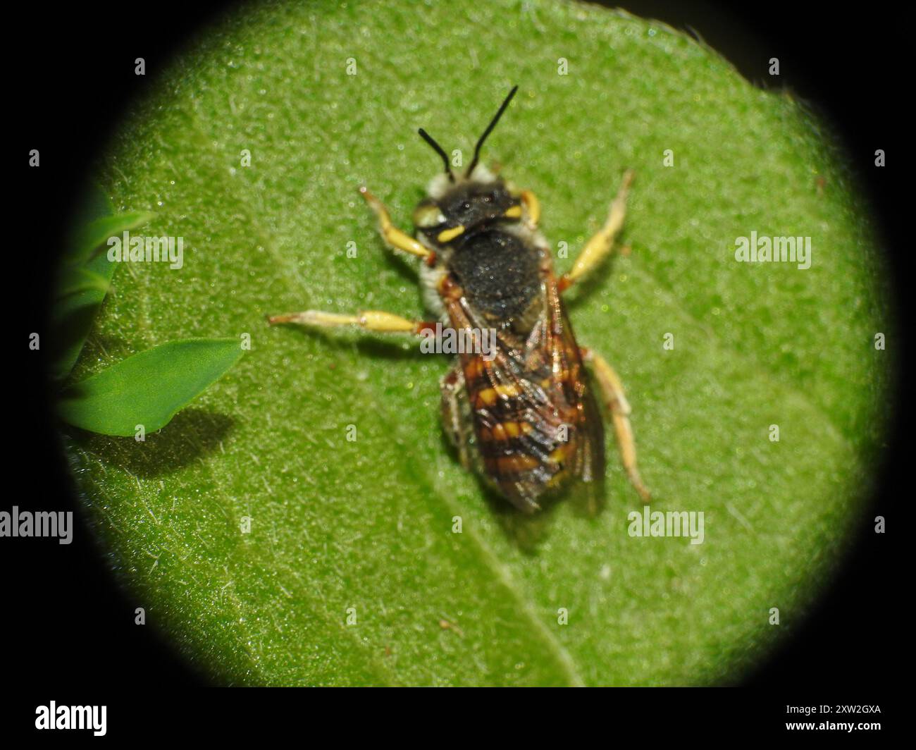 Oblong Woolcarder Bee (Anthidium oblongatum) Insecta Stock Photo - Alamy