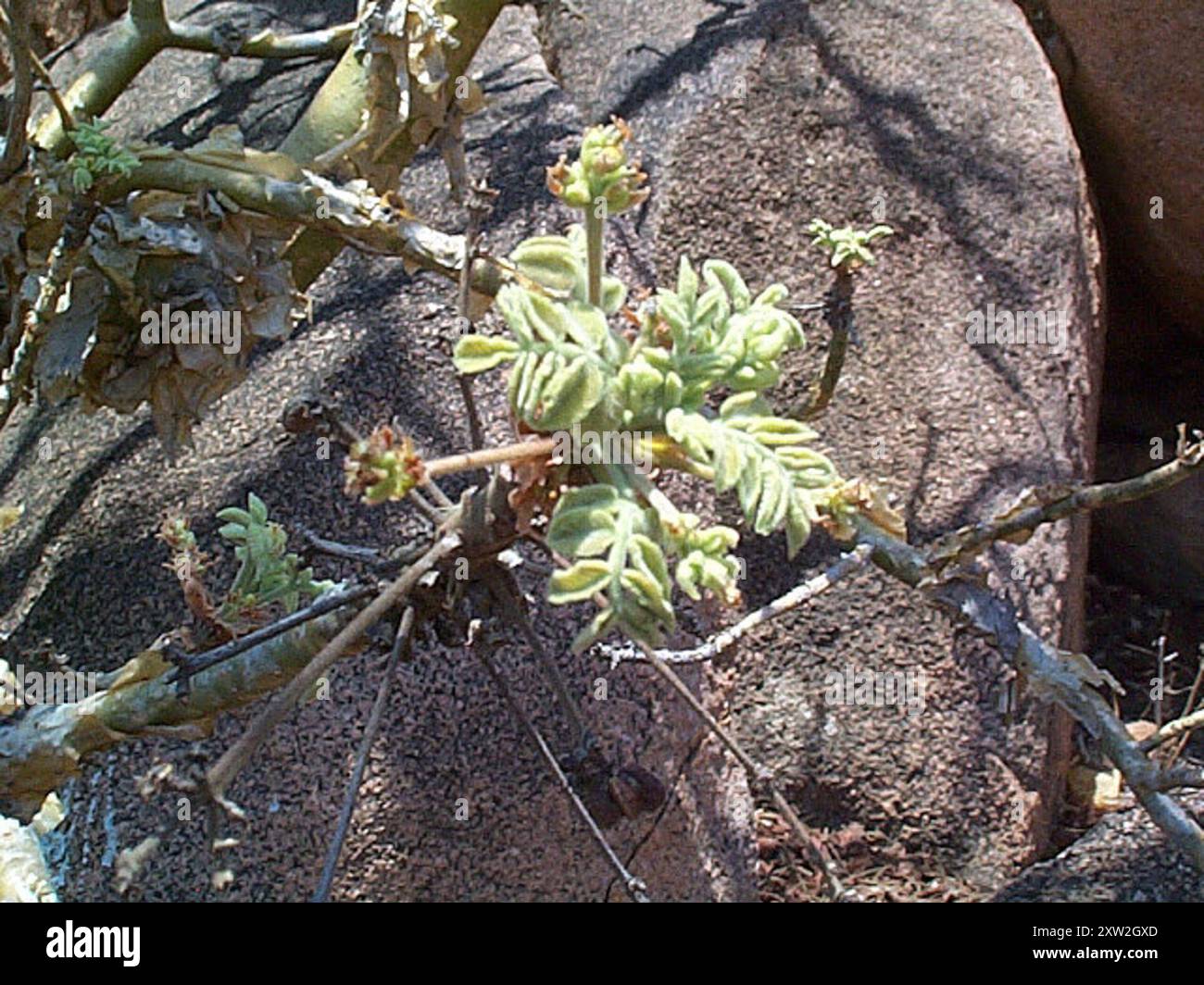 Paperbark Corkwood (Commiphora marlothii) Plantae Stock Photo - Alamy