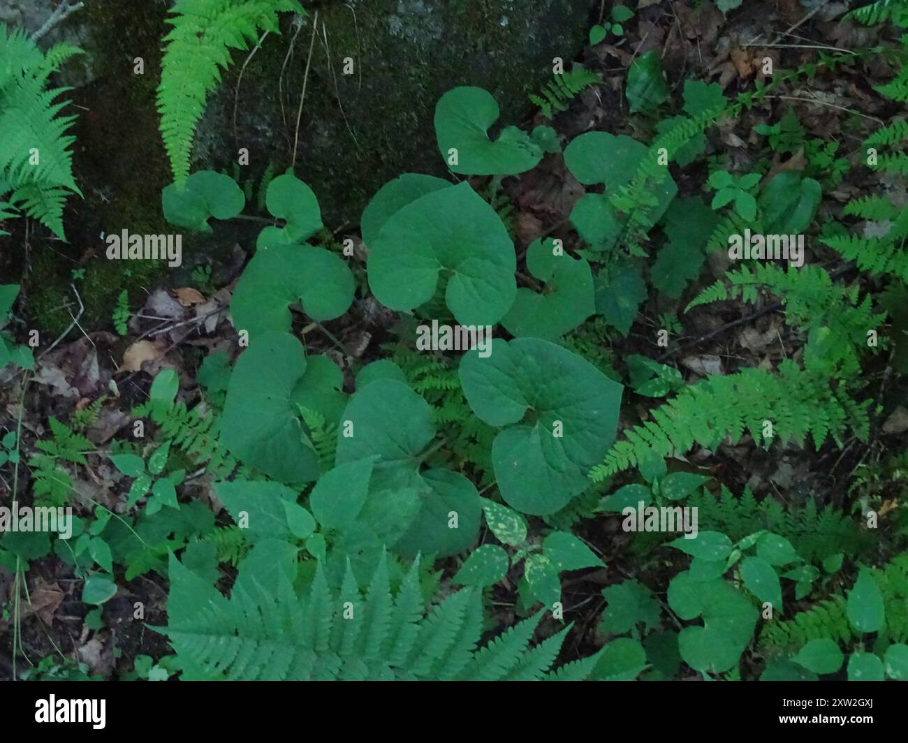 Canadian wild ginger (Asarum canadense) Plantae Stock Photo - Alamy