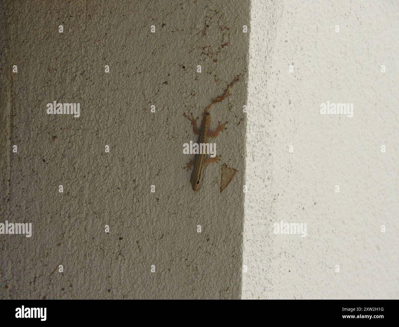 Common Dwarf Gecko (Lygodactylus capensis) Reptilia Stock Photo - Alamy
