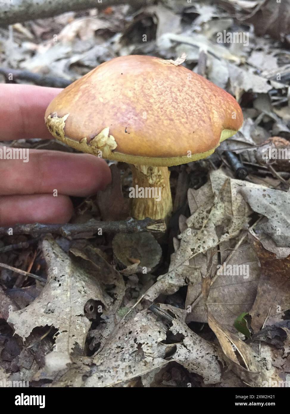 boletes (Boletaceae) Fungi Stock Photo - Alamy