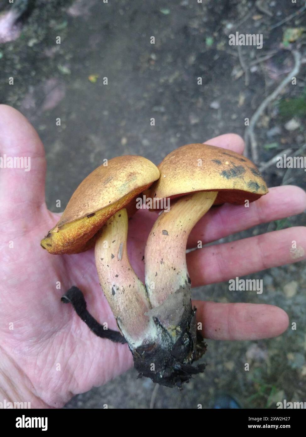 Red-mouth Bolete (Neoboletus subvelutipes) Fungi Stock Photo - Alamy