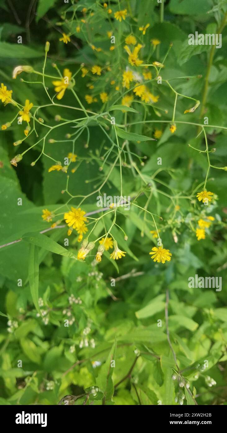 nipplewort (Lapsana communis) Plantae Stock Photo - Alamy