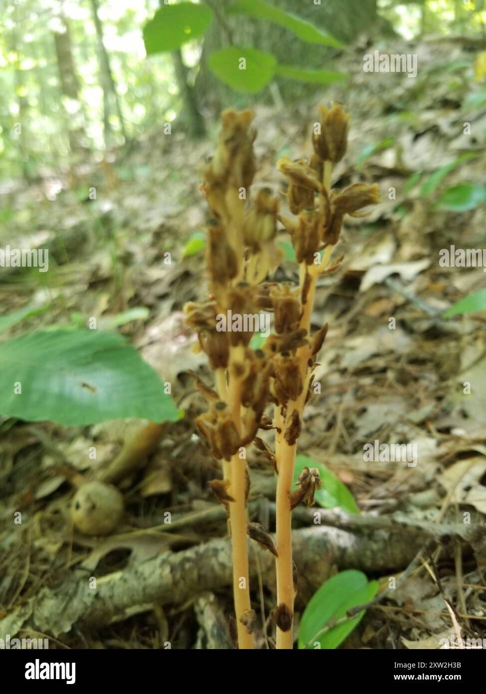 pinesap (Monotropa hypopitys) Plantae Stock Photo - Alamy