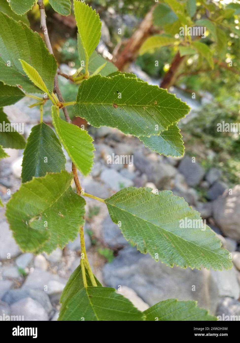 Arizona alder (Alnus oblongifolia) Plantae Stock Photo - Alamy