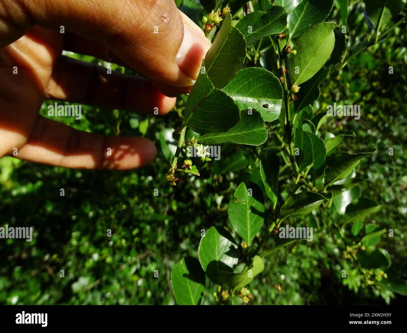 cat-thorn (Scutia myrtina) Plantae Stock Photo - Alamy
