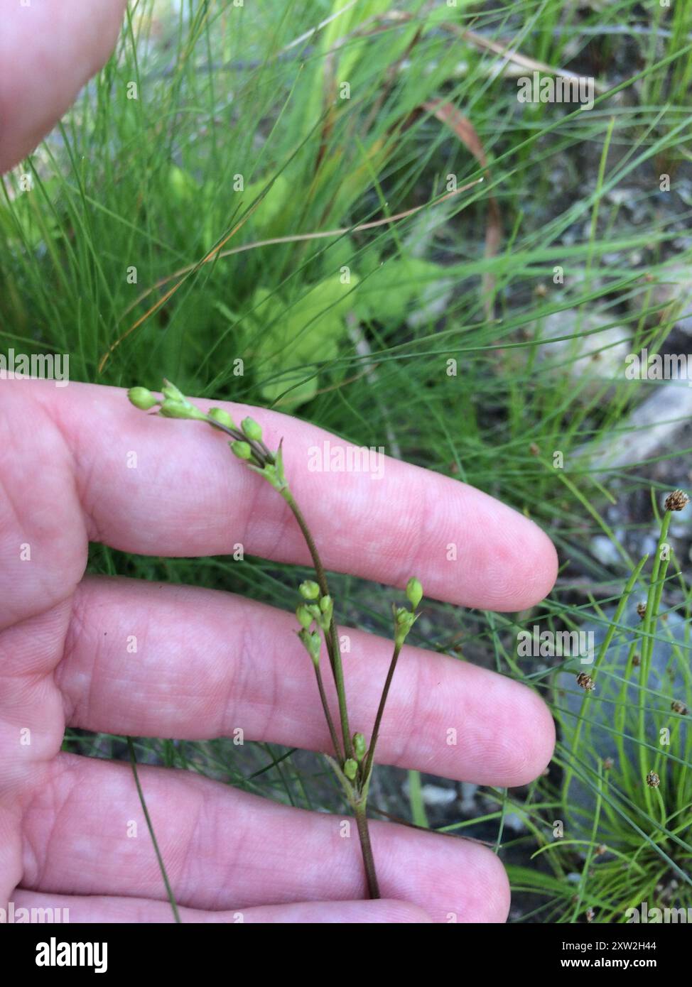 northern water-plantain (Alisma triviale) Plantae Stock Photo - Alamy