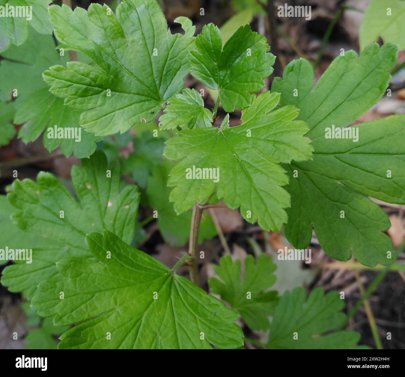 European gooseberry (Ribes uva-crispa) Plantae Stock Photo - Alamy
