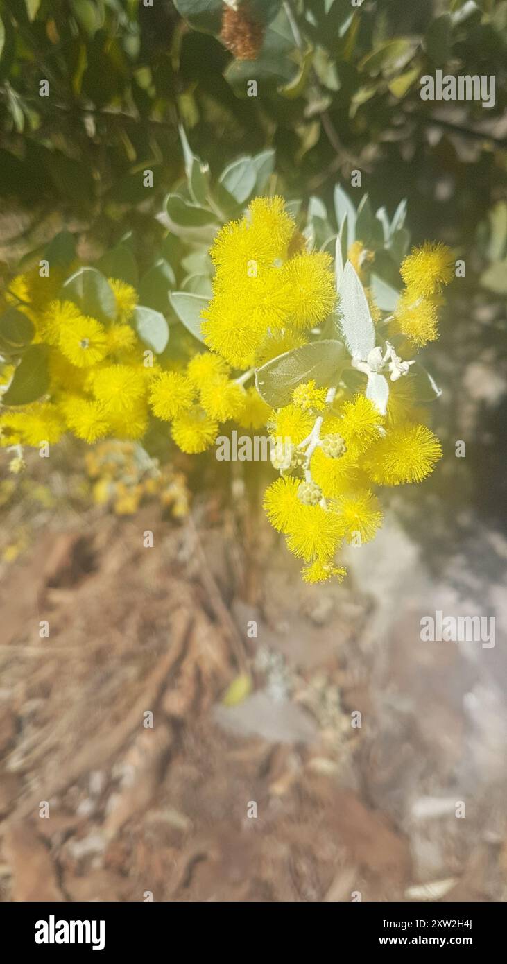 Queensland silver wattle (Acacia podalyriifolia) Plantae Stock Photo ...