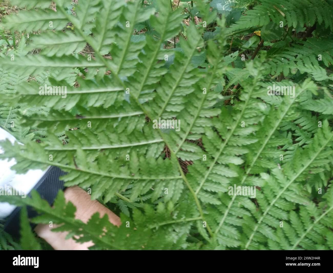 lady ferns (Athyrium) Plantae Stock Photo - Alamy