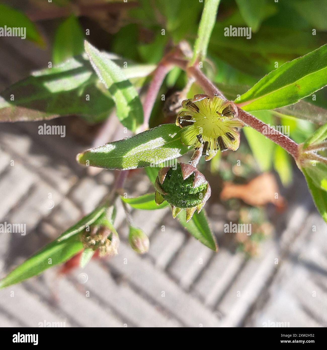 false daisy (Eclipta prostrata) Plantae Stock Photo - Alamy
