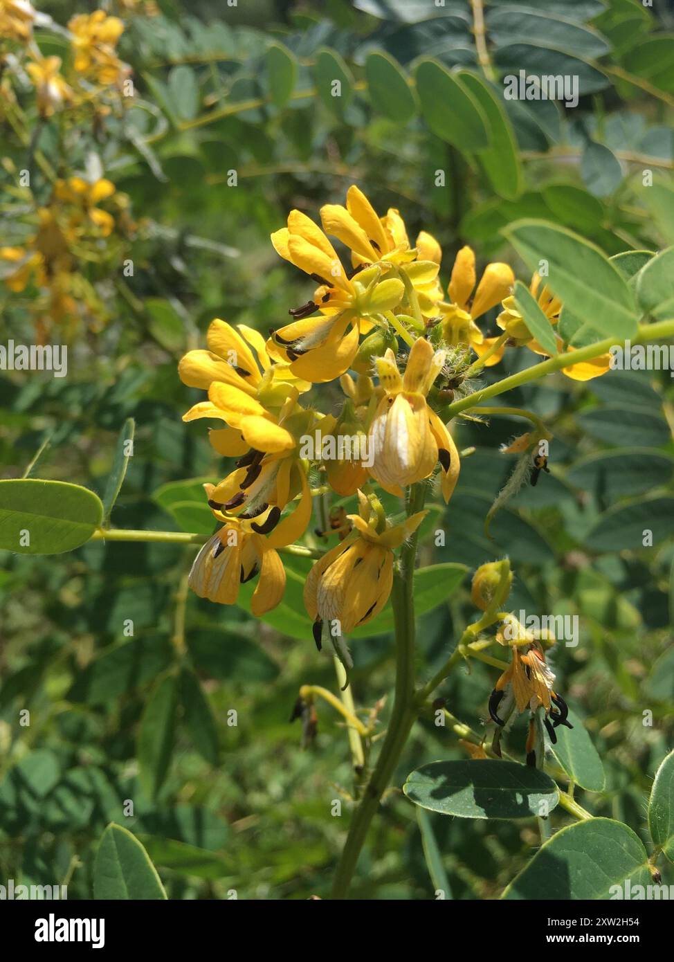 American senna (Senna hebecarpa) Plantae Stock Photo - Alamy