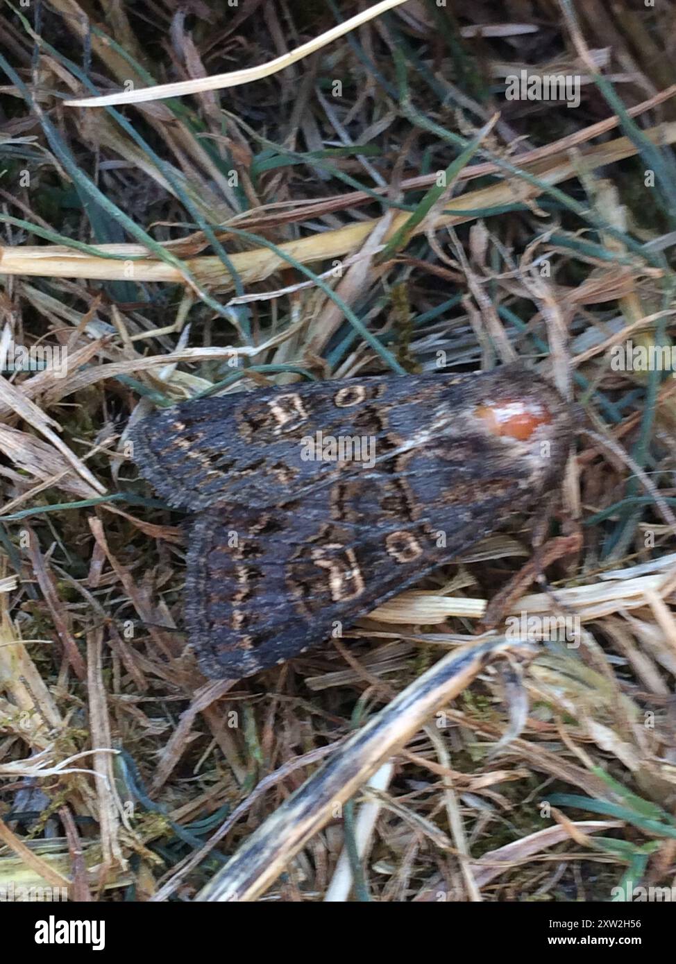 Hedge Rustic (Tholera cespitis) Insecta Stock Photo - Alamy