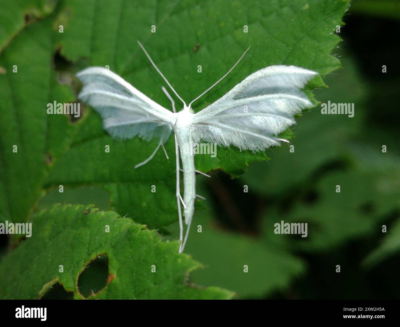 White Plume Moth (Pterophorus pentadactyla) Insecta Stock Photo - Alamy