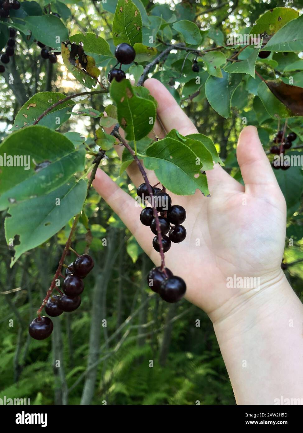 chokecherry (Prunus virginiana) Plantae Stock Photo - Alamy