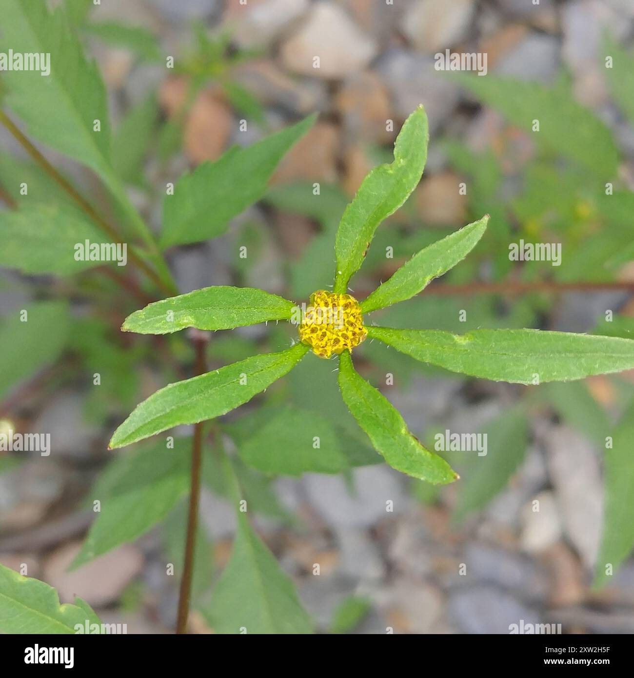 Devil's Beggarticks (Bidens frondosa) Plantae Stock Photo - Alamy