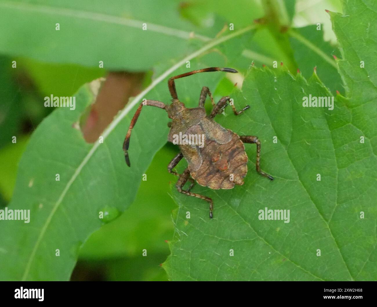 Dock Bug (Coreus marginatus) Insecta Stock Photo - Alamy