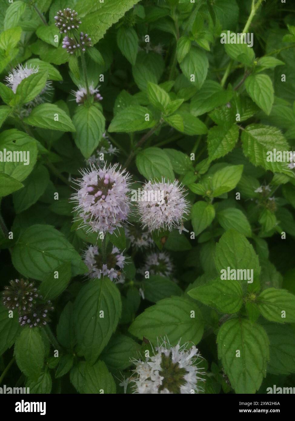 watermint (Mentha aquatica) Plantae Stock Photo - Alamy