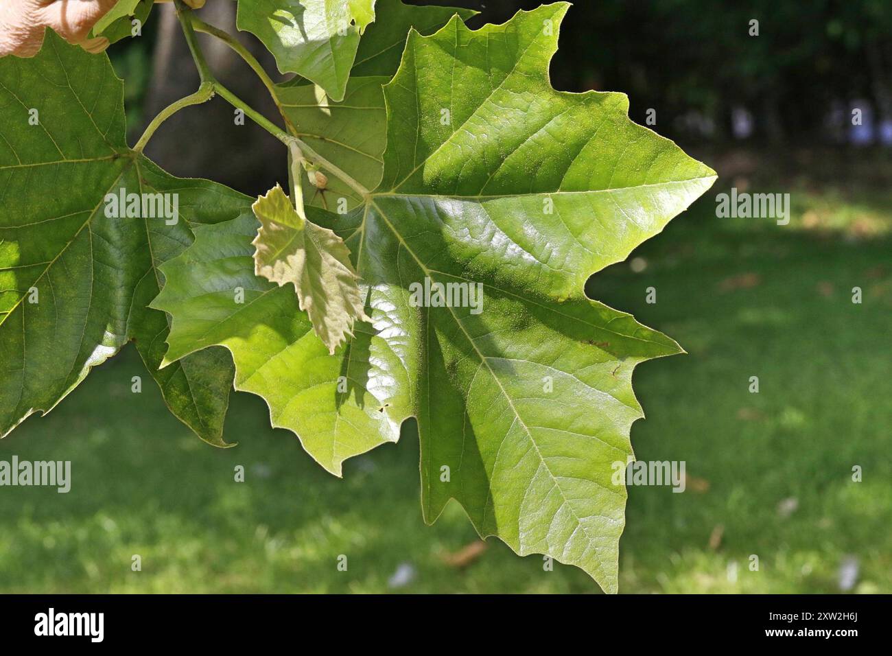 London Plane (Platanus × hispanica) Plantae Stock Photo - Alamy