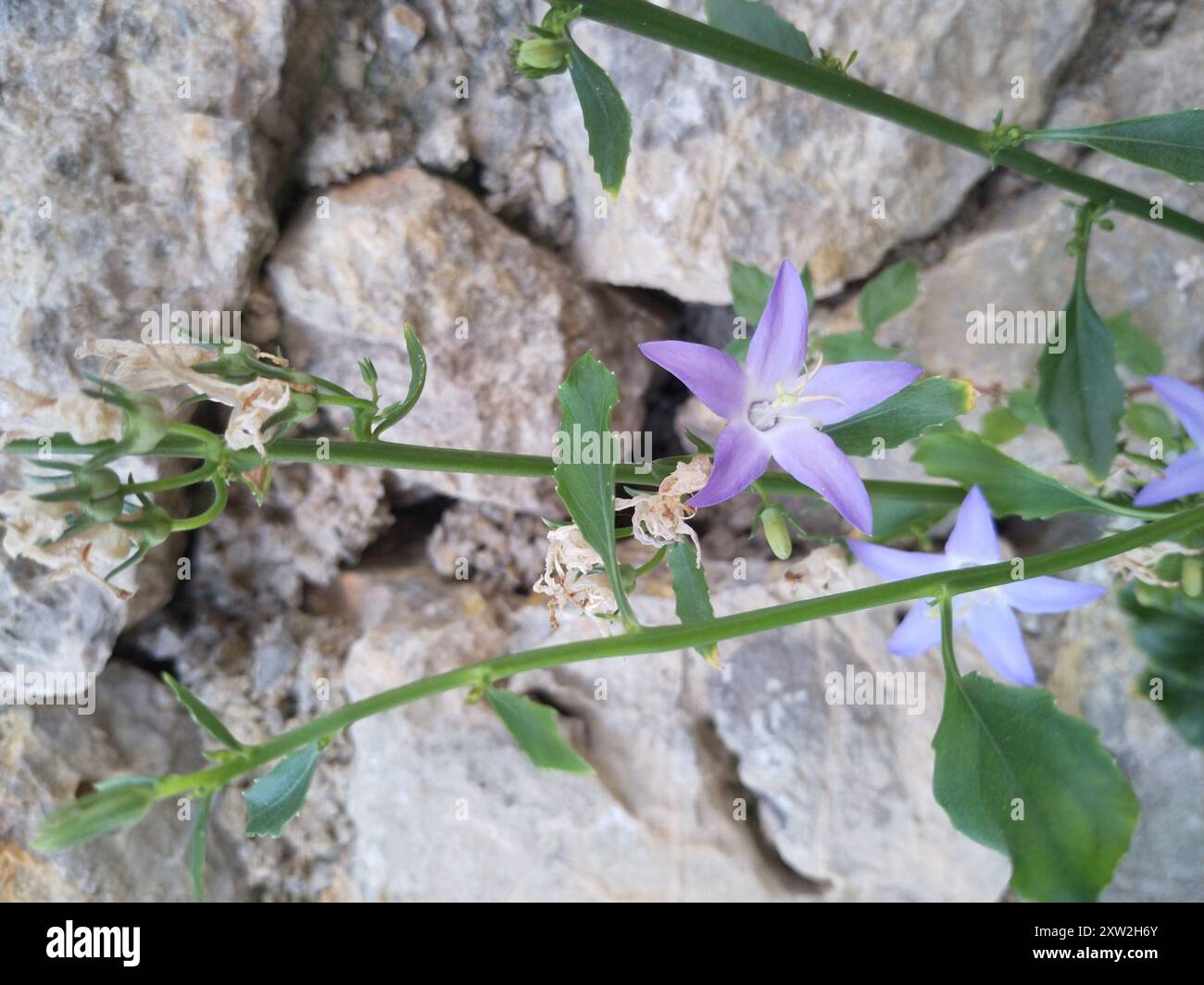 Chimney Bellflower (Campanula pyramidalis) Plantae Stock Photo - Alamy