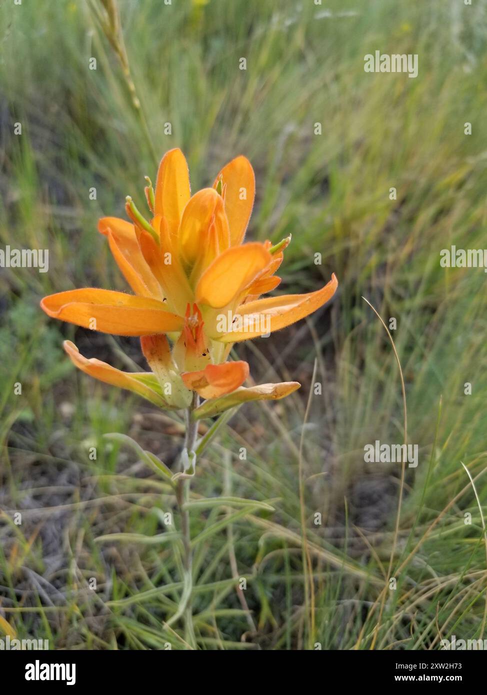 Wholeleaf Paintbrush (Castilleja integra) Plantae Stock Photo - Alamy