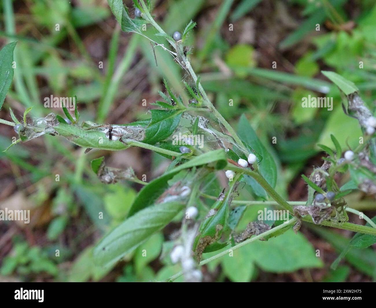 Common Gromwell (Lithospermum officinale) Plantae Stock Photo - Alamy
